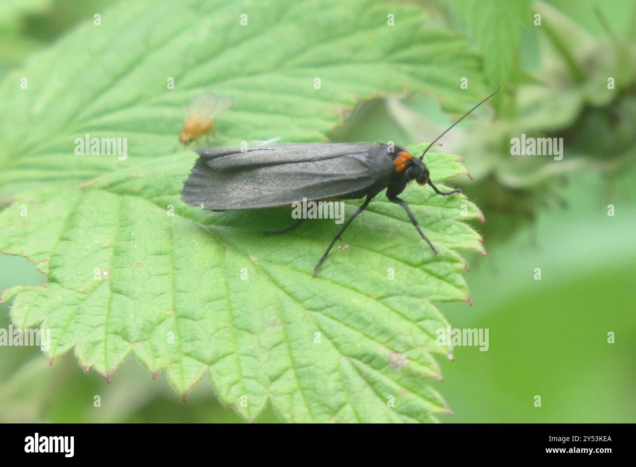 Red-necked Footman (Atolmis rubricollis) Insecta Stock Photo - Alamy