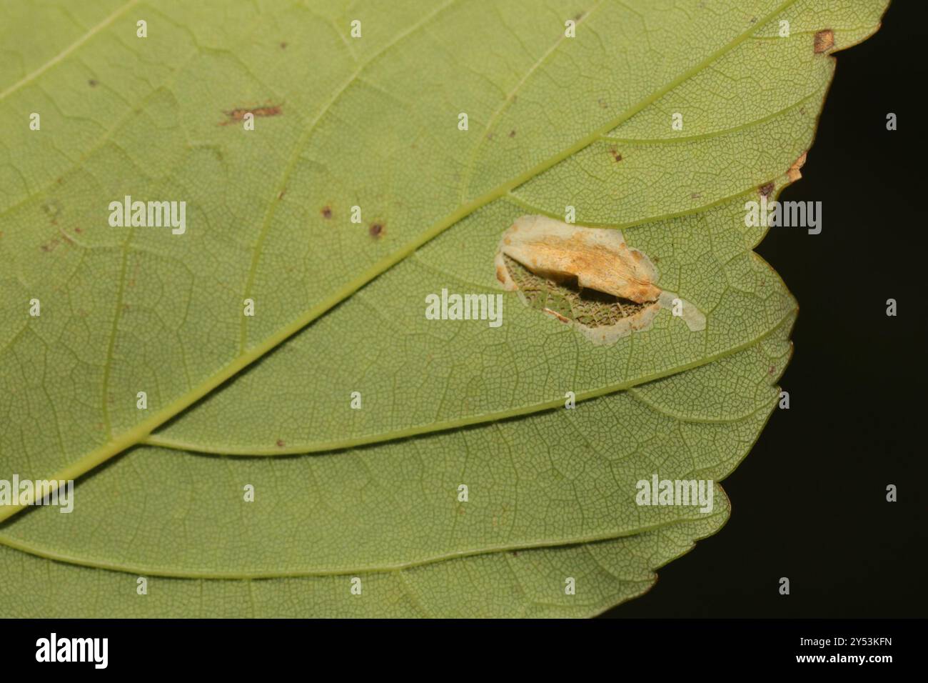 Sycamore Midget (Phyllonorycter geniculella) Insecta Stock Photo - Alamy