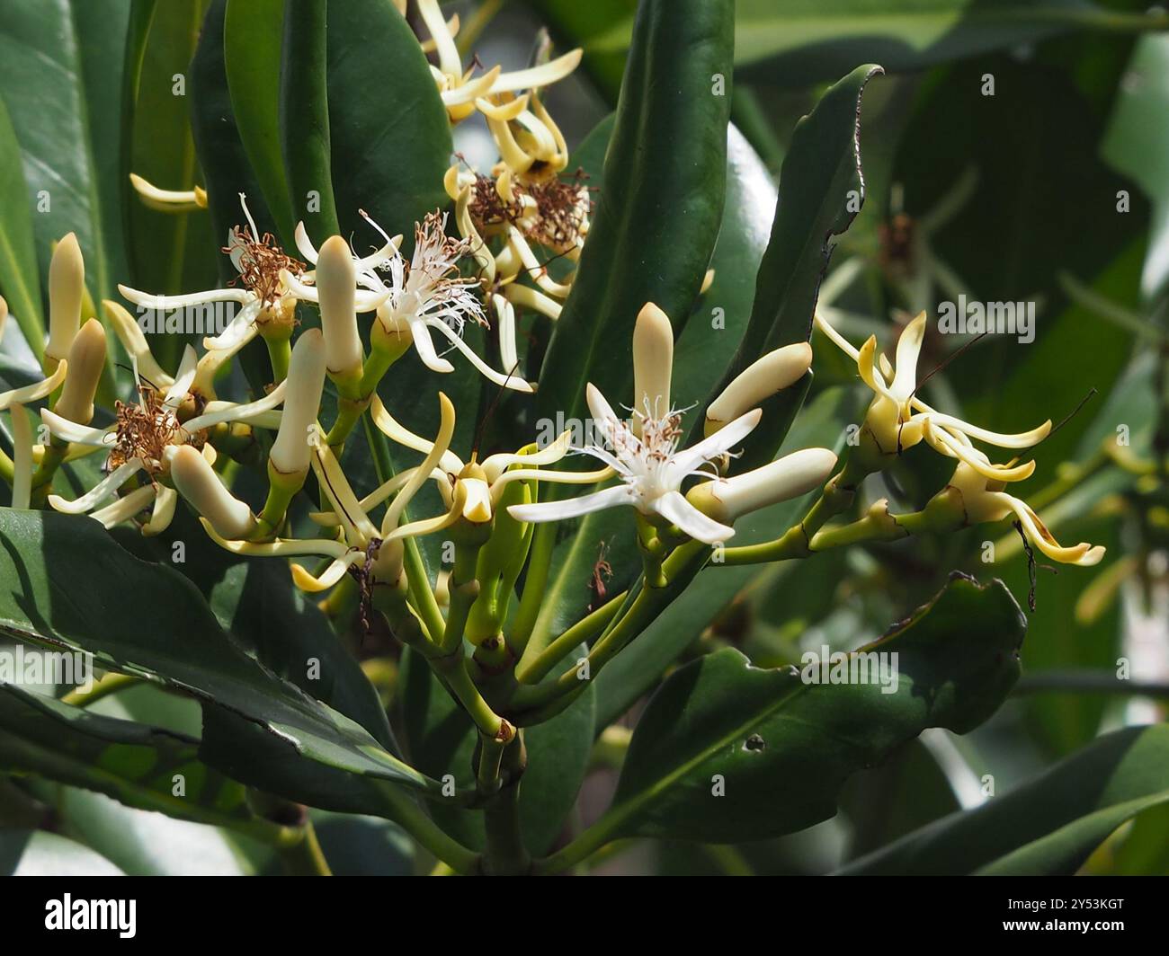 (Kandelia obovata) Plantae Stock Photo - Alamy