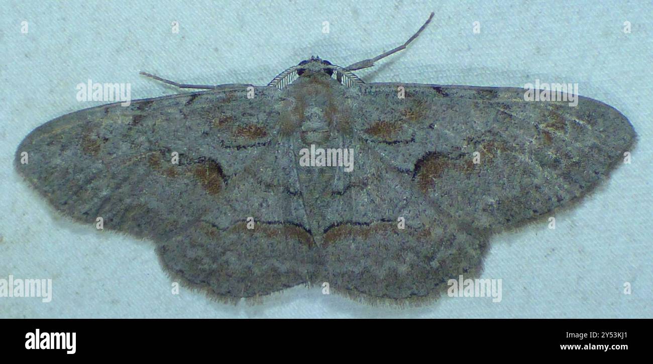 Brown-shaded Gray (Iridopsis defectaria) Insecta Stock Photo - Alamy