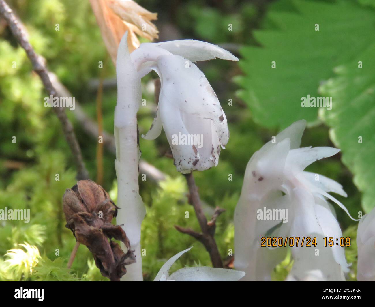 Ghost Pipe (Monotropa uniflora) Plantae Stock Photo - Alamy