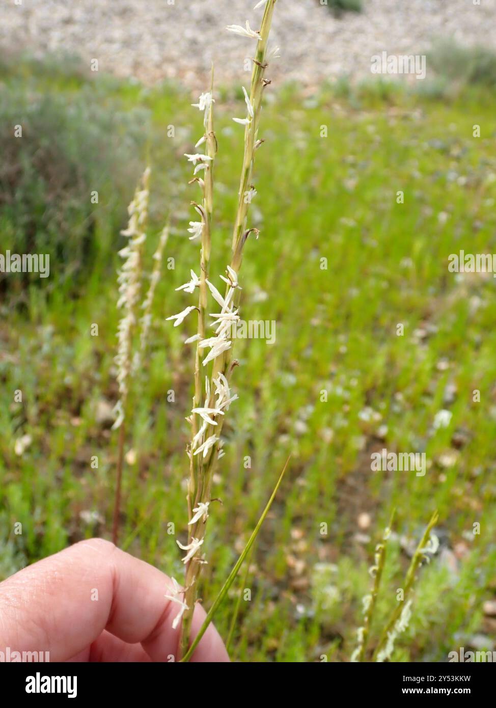 common cordgrass (Sporobolus anglicus) Plantae Stock Photo - Alamy