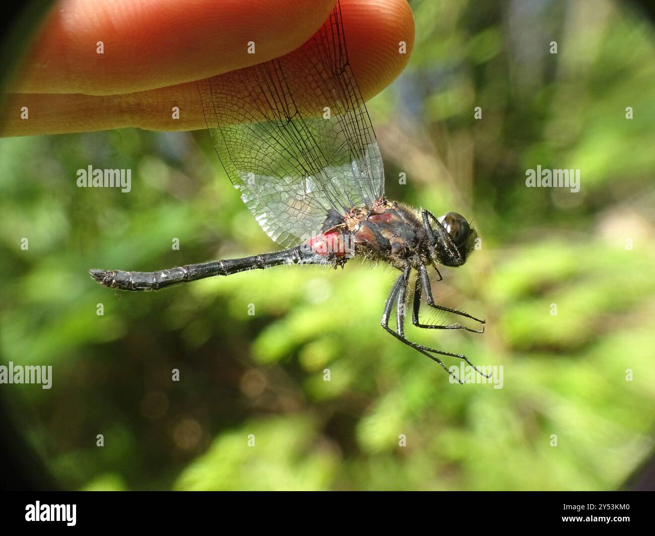 Crimson-ringed Whiteface (Leucorrhinia glacialis) Insecta Stock Photo ...
