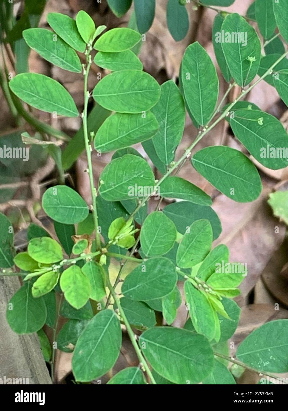 Mascarene Island leaf-flower (Phyllanthus tenellus) Plantae Stock Photo ...