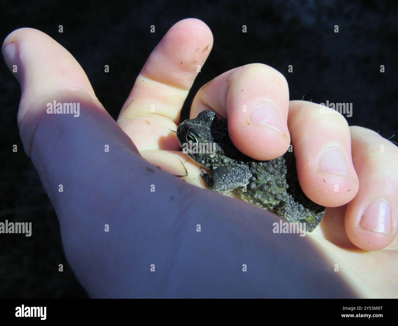 Sand Toad (Vandijkophrynus angusticeps) Amphibia Stock Photo - Alamy