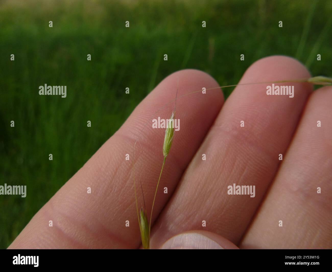 grasses (Poaceae) Plantae Stock Photo - Alamy