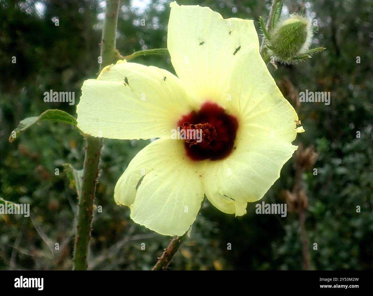 Prickly Tree Hibiscus (Hibiscus diversifolius diversifolius) Plantae ...