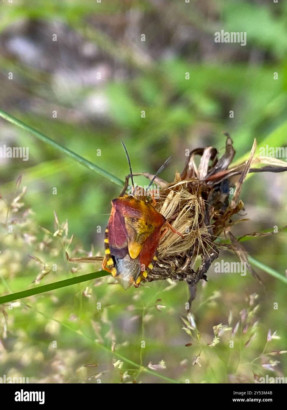 Black-shouldered Shieldbug (Carpocoris purpureipennis) Insecta Stock ...
