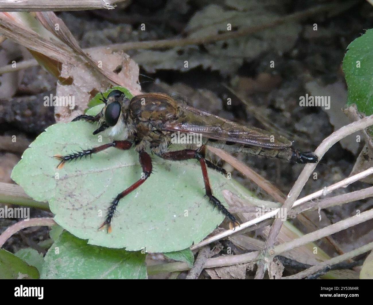 Maroon-legged Lion Fly (Promachus hinei) Insecta Stock Photo - Alamy