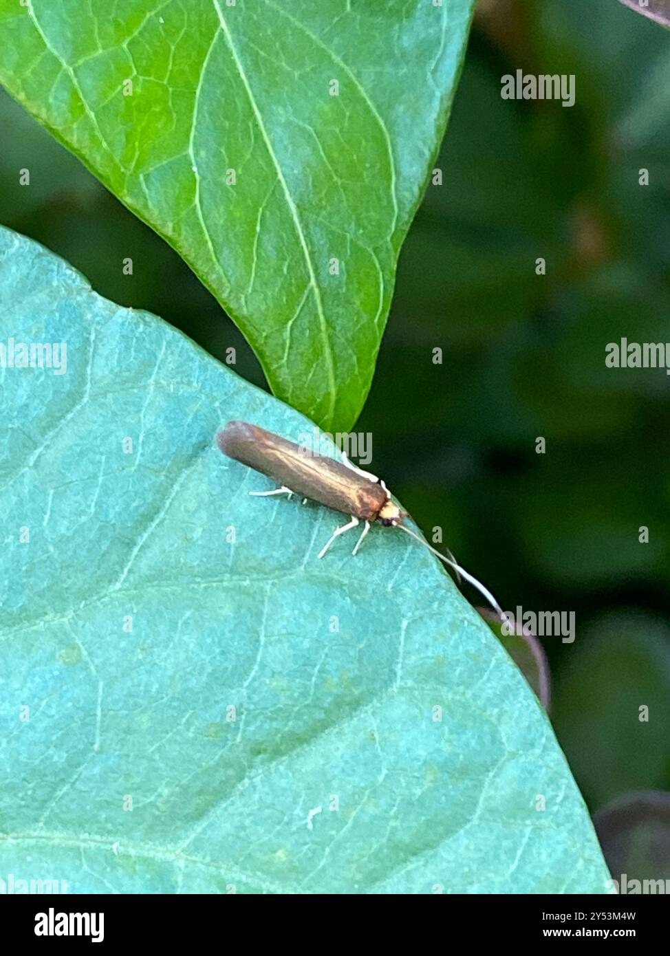 Copper Ermel (Roeslerstammia erxlebella) Insecta Stock Photo - Alamy