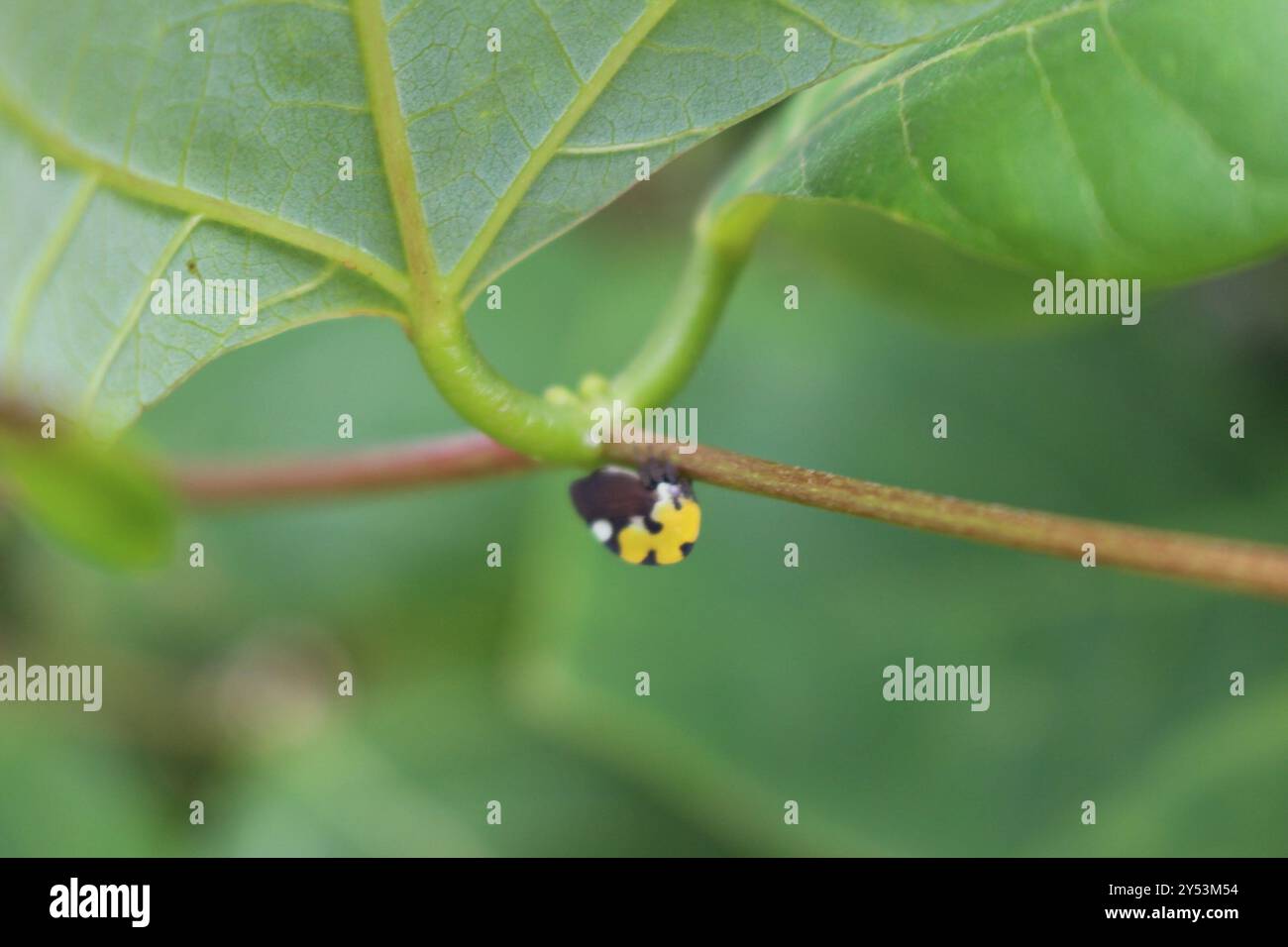 Mexican Treehopper (Membracis mexicana) Insecta Stock Photo - Alamy