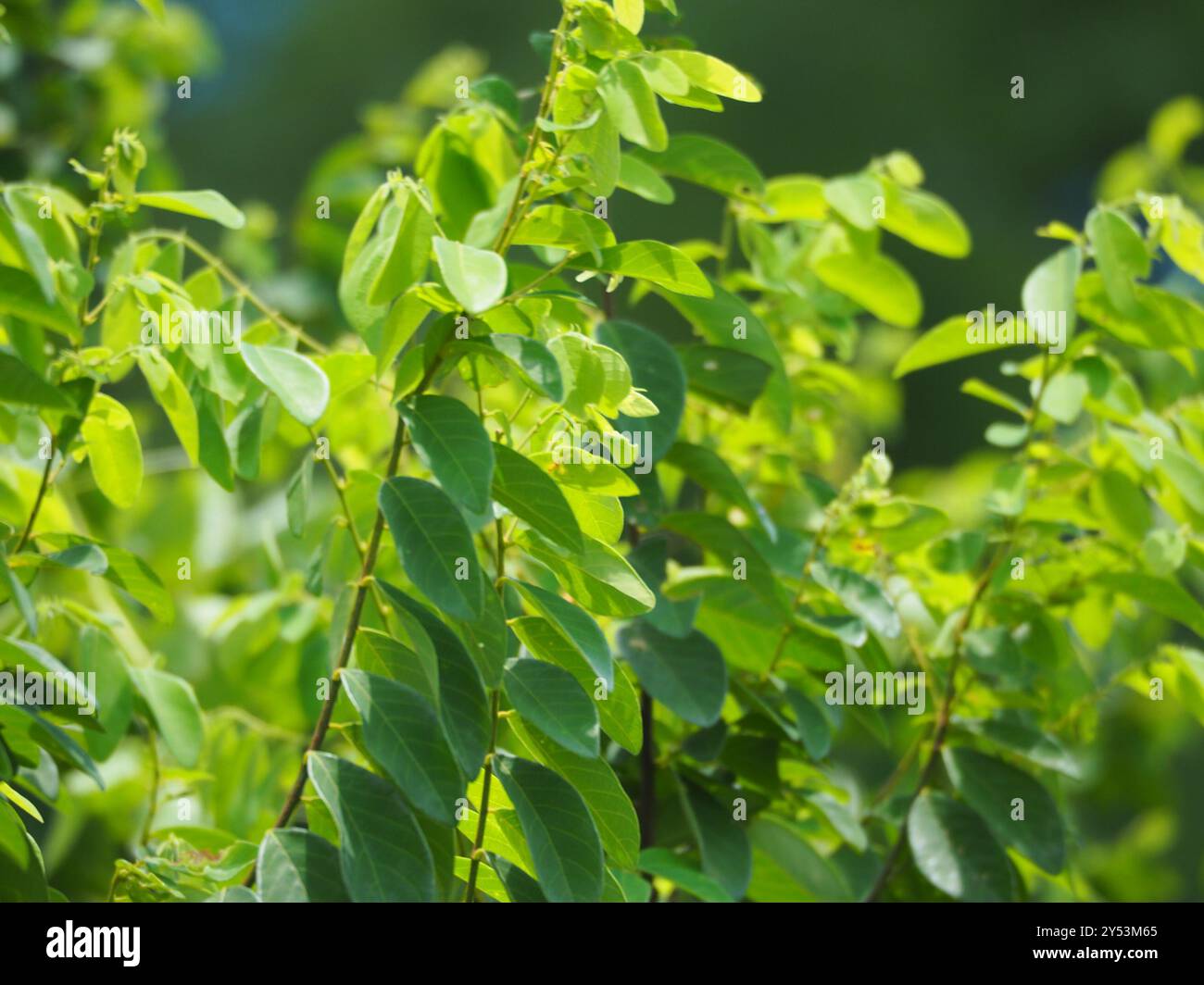 Pop-gun Seed (Bridelia tomentosa) Plantae Stock Photo - Alamy