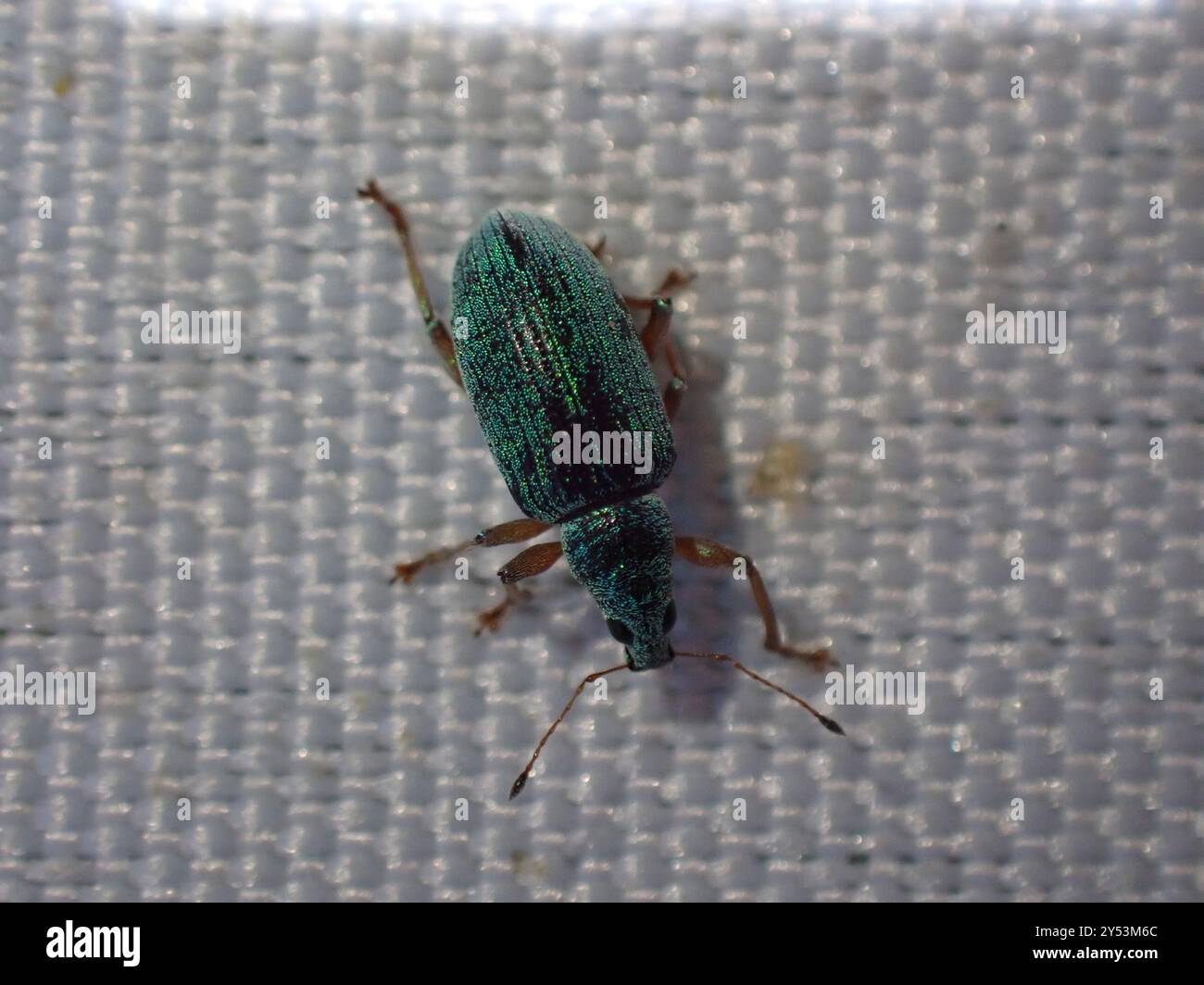 Green Immigrant Leaf Weevil (Polydrusus formosus) Insecta Stock Photo ...