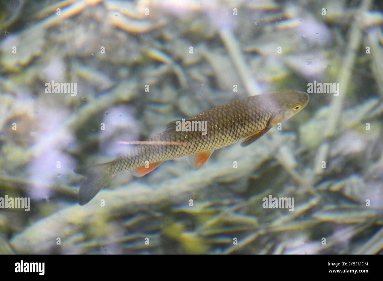 European chub (Squalius cephalus) Actinopterygii Stock Photo - Alamy