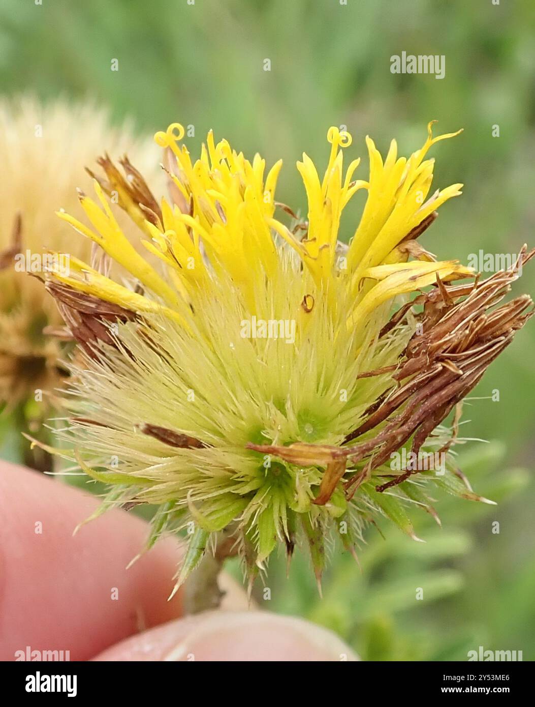 Bristle African Thistle (Berkheya setifera) Plantae Stock Photo - Alamy