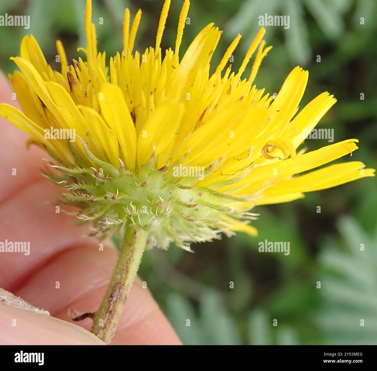 Bristle African Thistle (Berkheya setifera) Plantae Stock Photo - Alamy