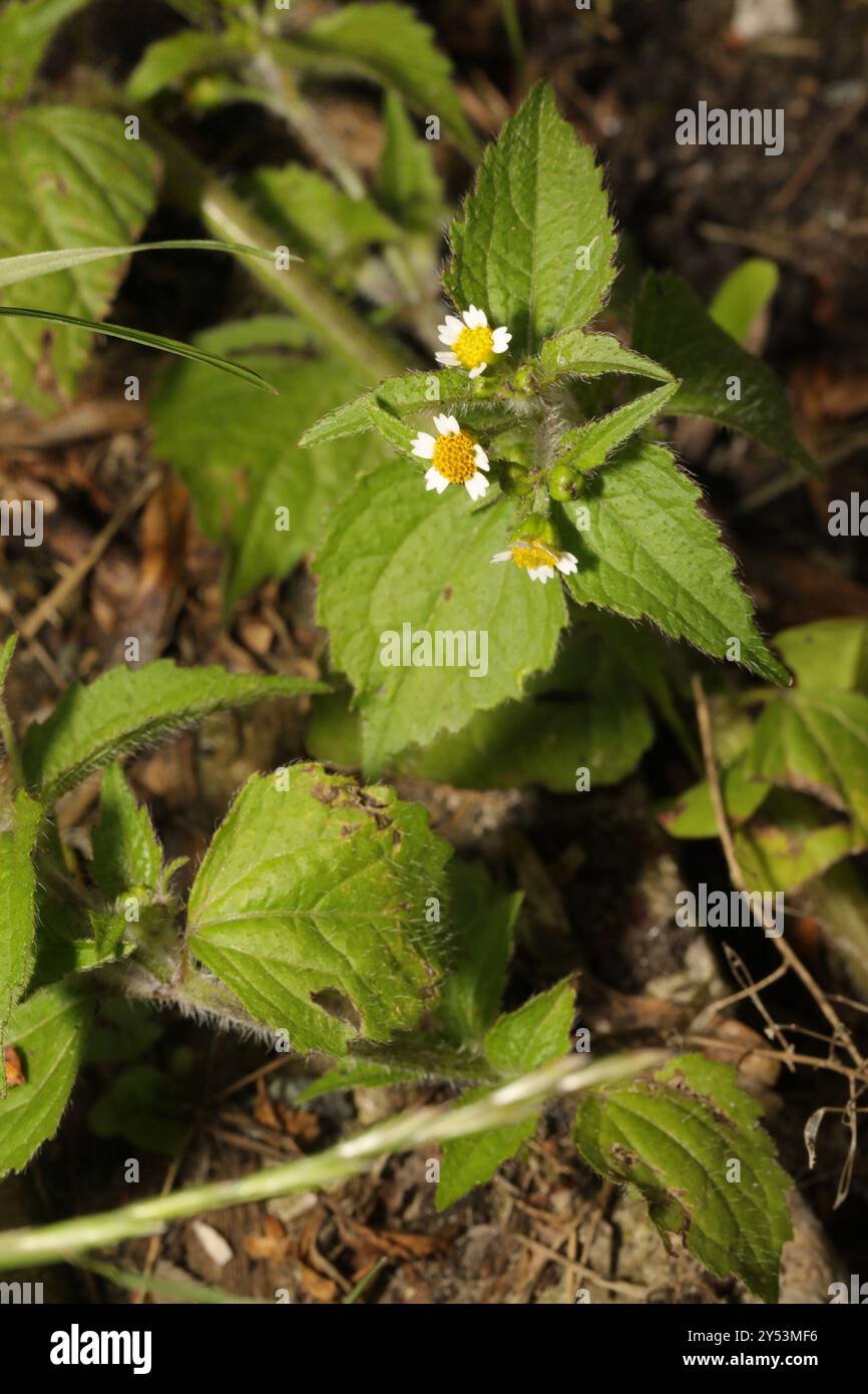 shaggy soldier (Galinsoga quadriradiata) Plantae Stock Photo - Alamy