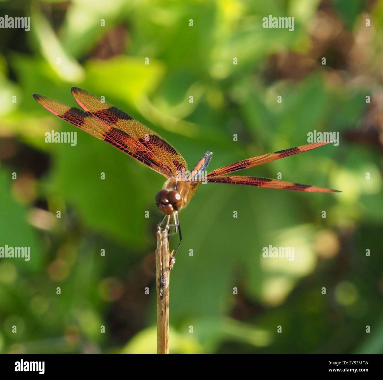 Halloween Pennant (Celithemis eponina) Insecta Stock Photo - Alamy