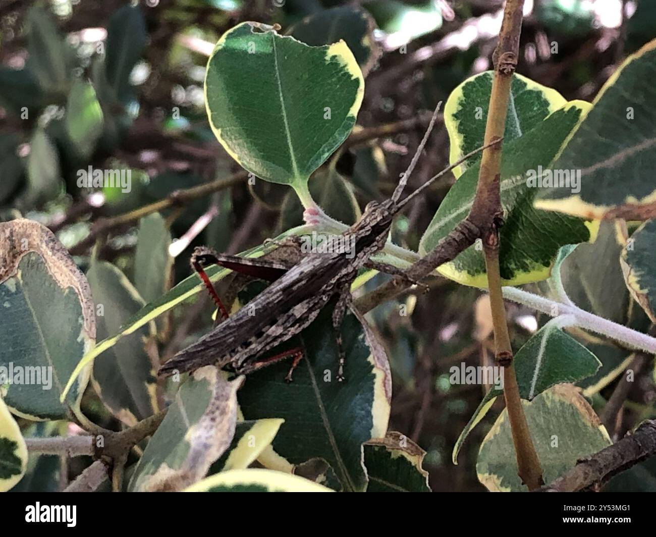 Bark-mimicking Grasshopper (Coryphistes ruricola) Insecta Stock Photo ...