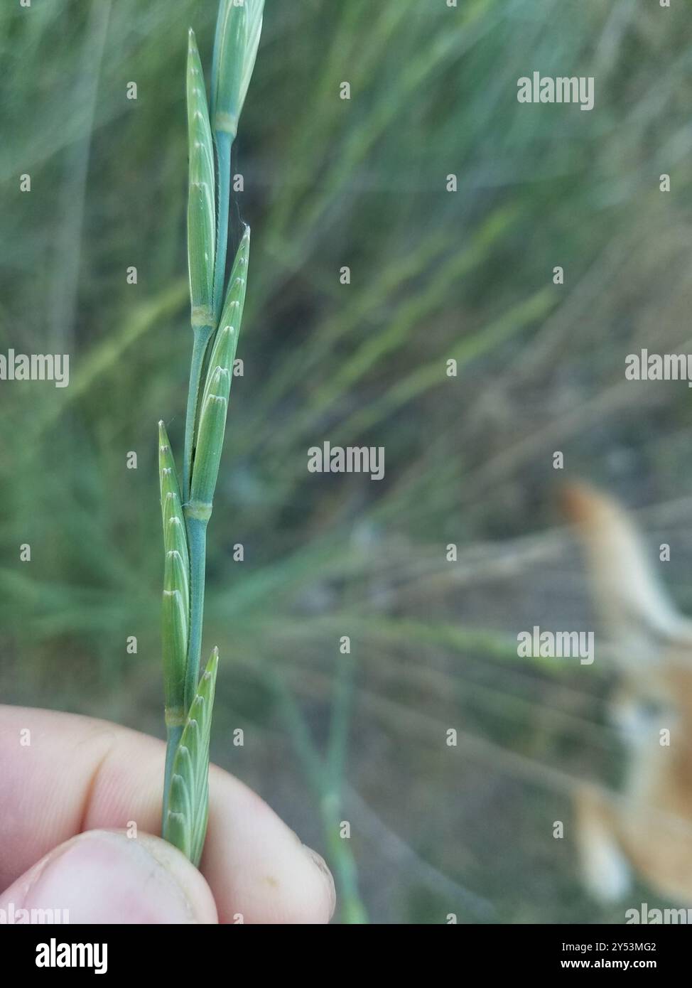 Tall Wheat Grass (Thinopyrum obtusiflorum) Plantae Stock Photo - Alamy