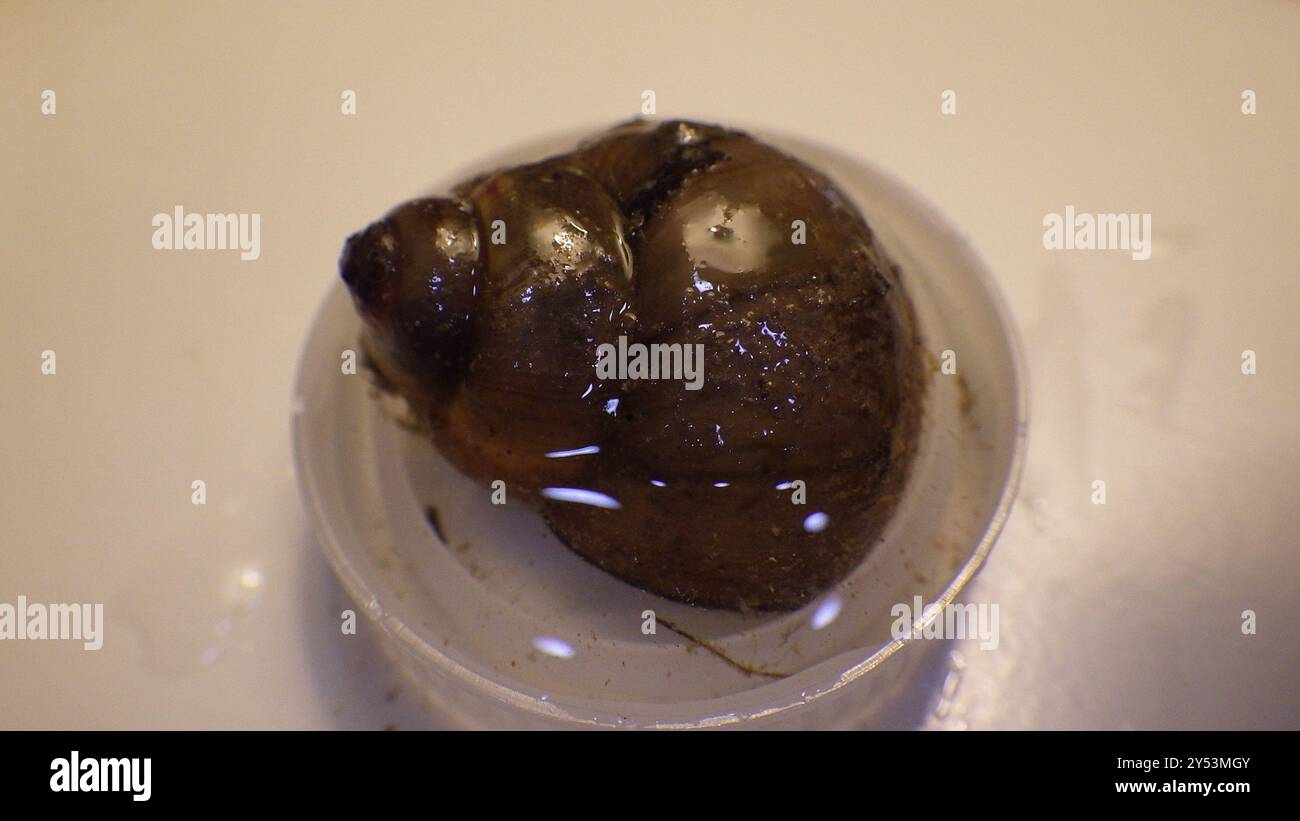 Japanese Mystery Snail (Heterogen japonica) Mollusca Stock Photo - Alamy