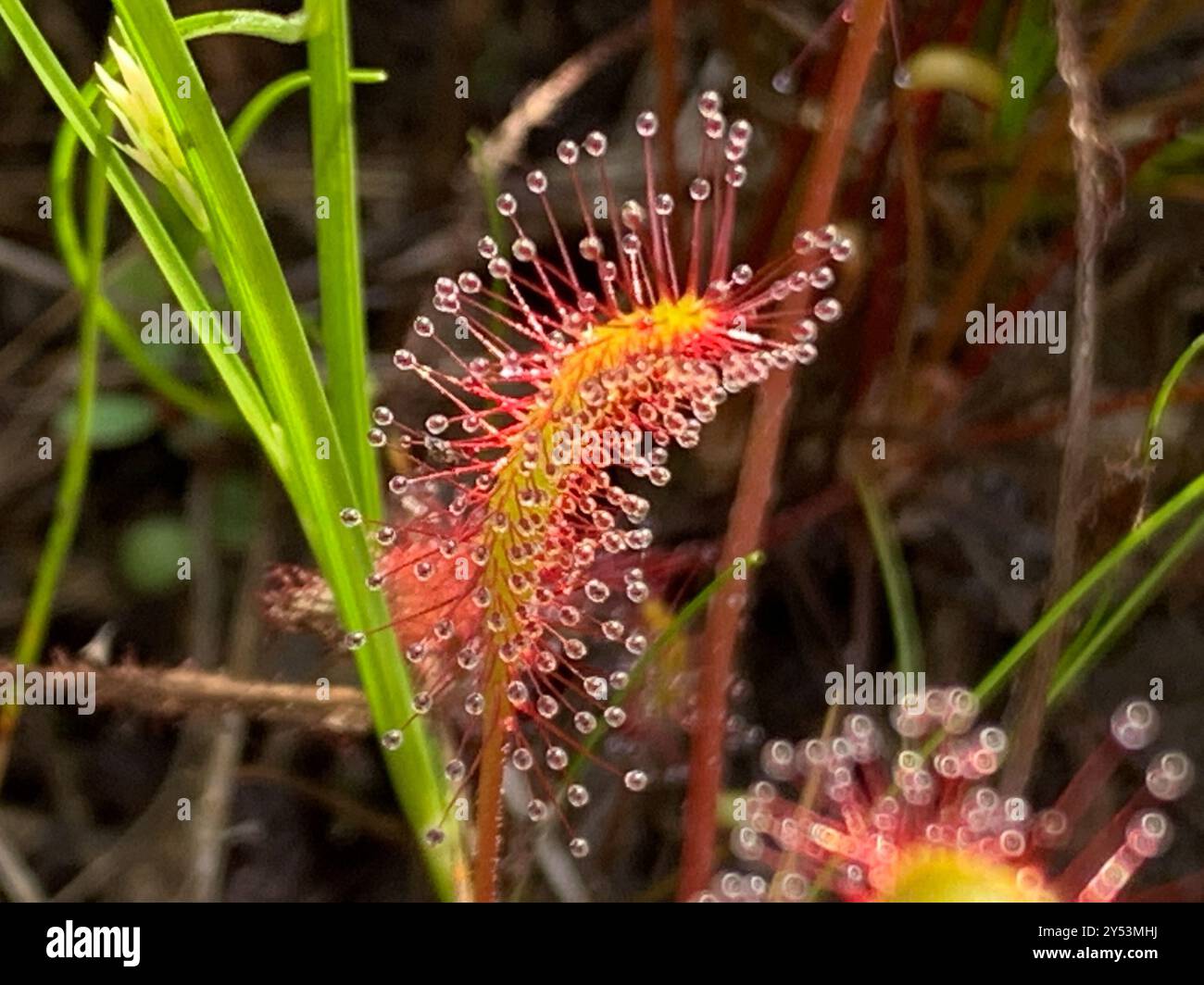Great Sundew (Drosera anglica) Plantae Stock Photo - Alamy