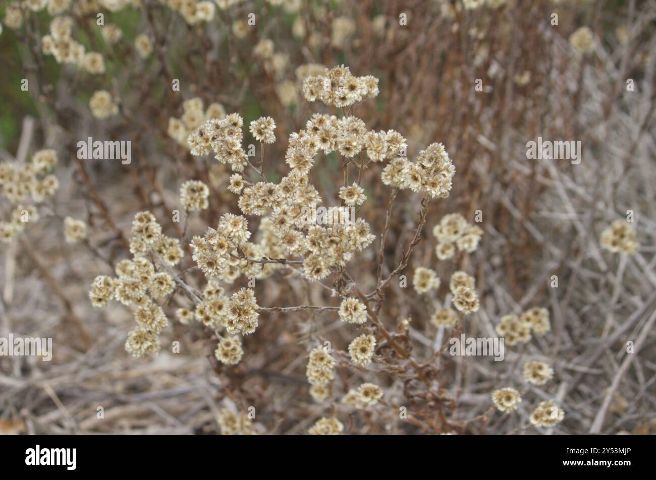 California cudweed (Pseudognaphalium californicum) Plantae Stock Photo ...