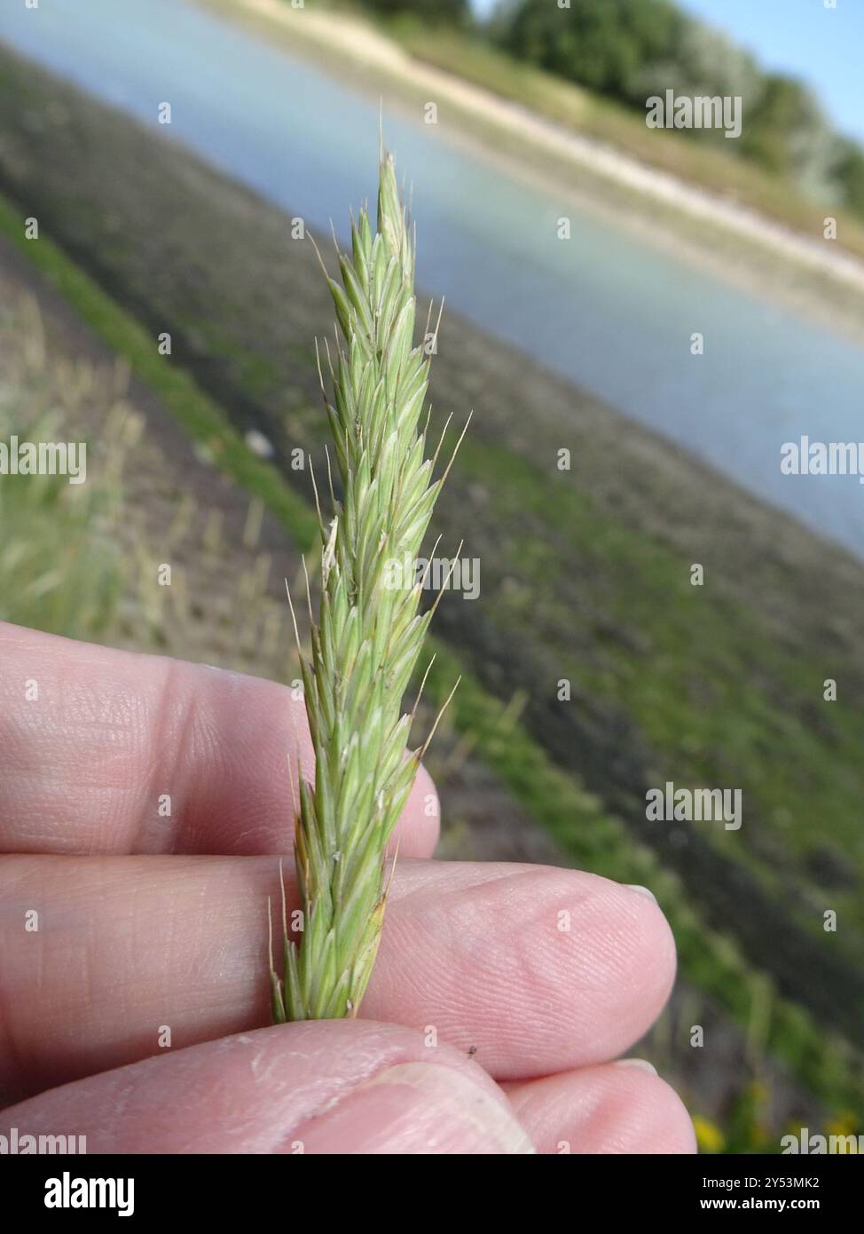 sea couch (Elymus athericus) Plantae Stock Photo - Alamy