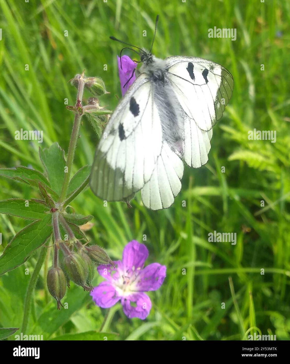 Clouded Apollo (Parnassius mnemosyne) Insecta Stock Photo - Alamy