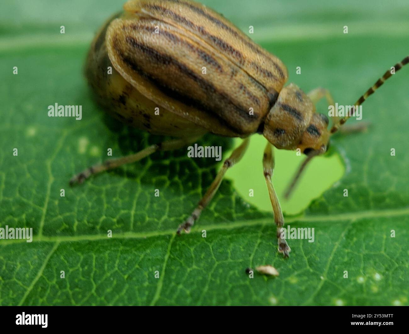 Crowded Flea Beetle (Ophraella conferta) Insecta Stock Photo - Alamy