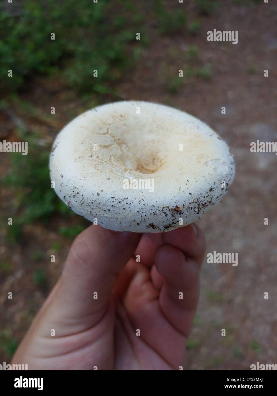 Short-stemmed Russula (Russula brevipes) Fungi Stock Photo - Alamy