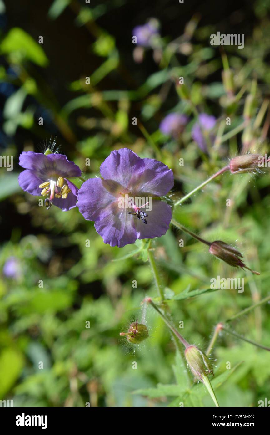 Dusky Crane's-bill (Geranium phaeum) Plantae Stock Photo - Alamy