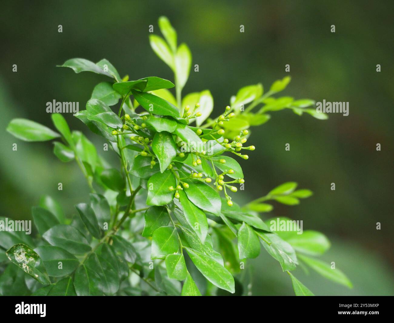 Orange Jasmine (Murraya paniculata) Plantae Stock Photo - Alamy