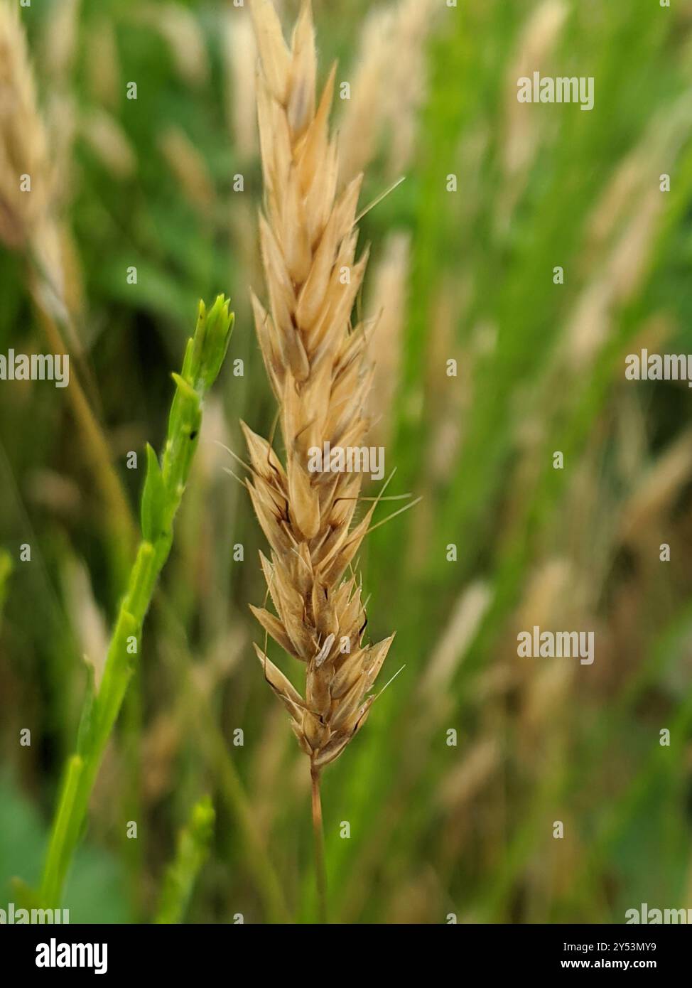 sweet vernal grass (Anthoxanthum odoratum) Plantae Stock Photo - Alamy