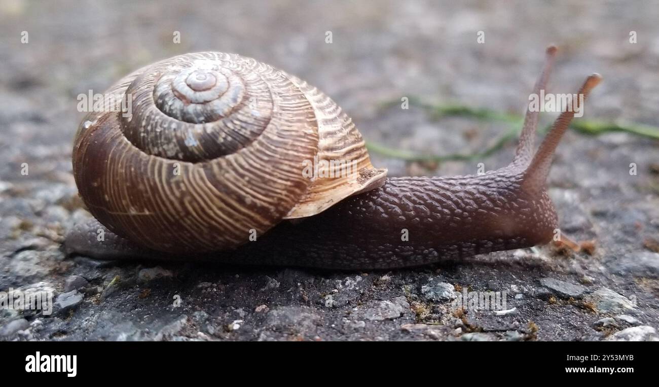 Oregon forestsnail (Allogona townsendiana) Mollusca Stock Photo - Alamy