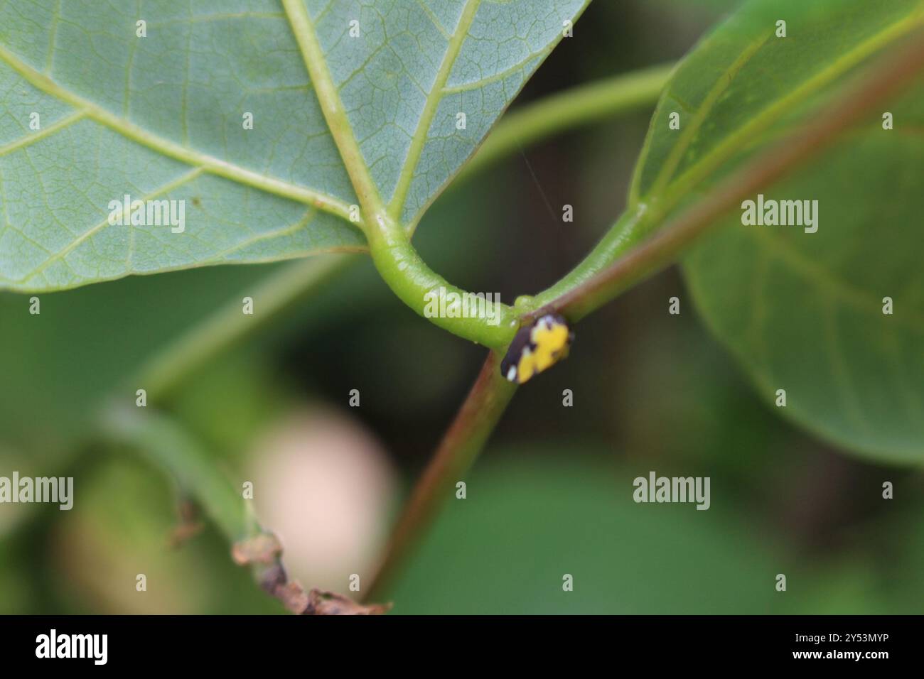 Mexican Treehopper (Membracis mexicana) Insecta Stock Photo - Alamy