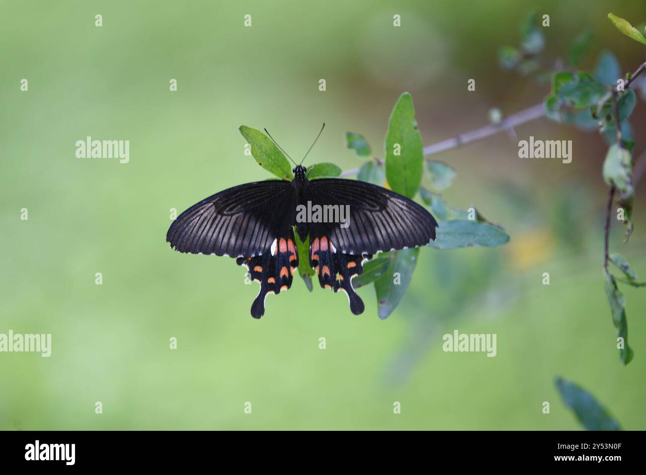 Common Mormon Swallowtail (Papilio polytes) Insecta Stock Photo - Alamy