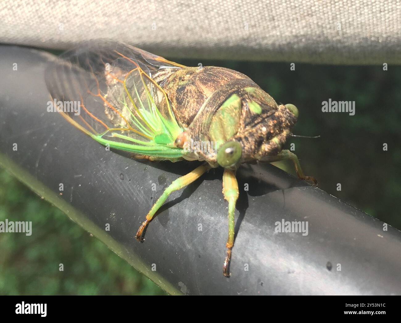 Swamp Cicada (Neotibicen tibicen) Insecta Stock Photo - Alamy