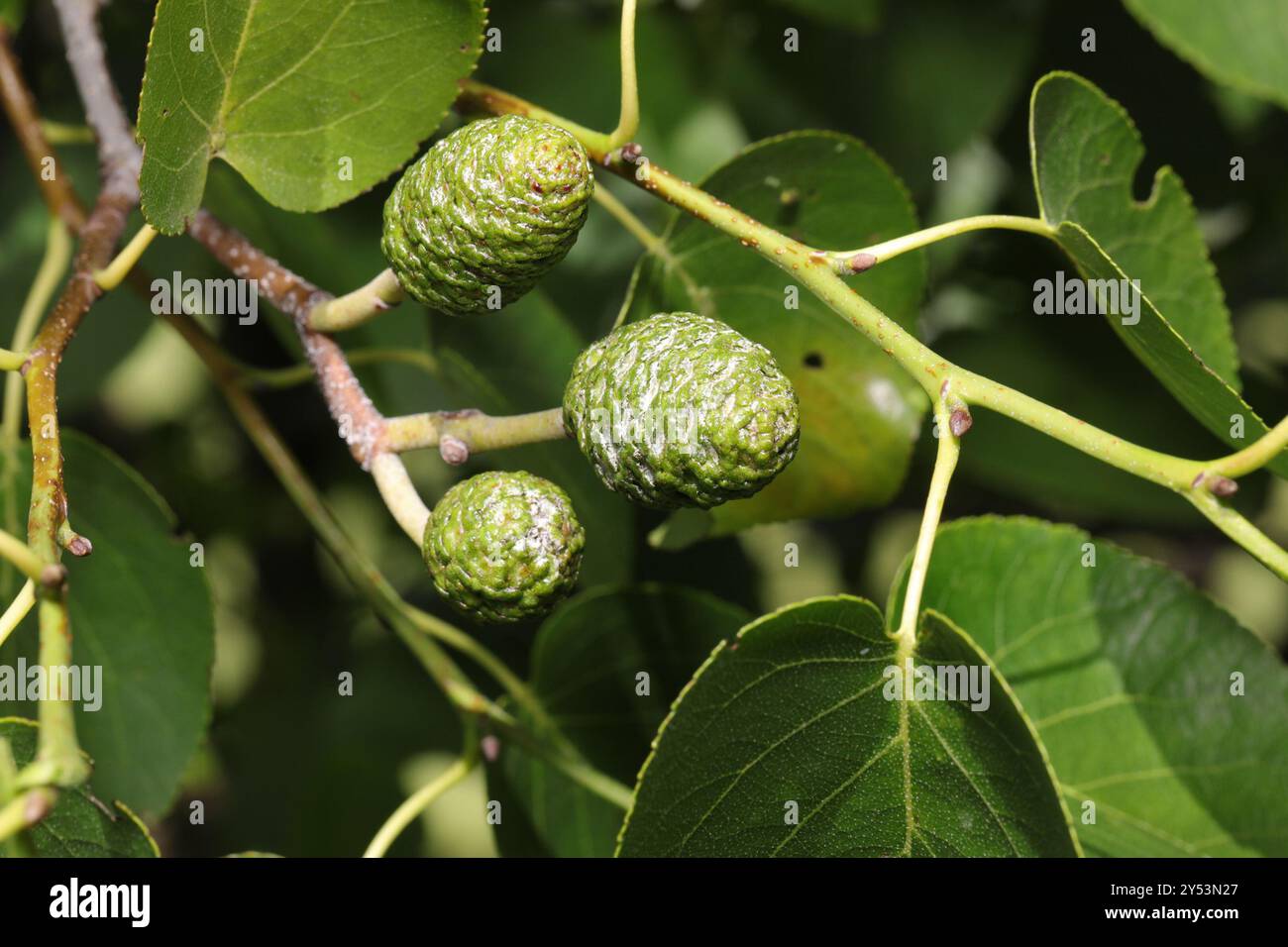 Italian alder (Alnus cordata) Plantae Stock Photo - Alamy