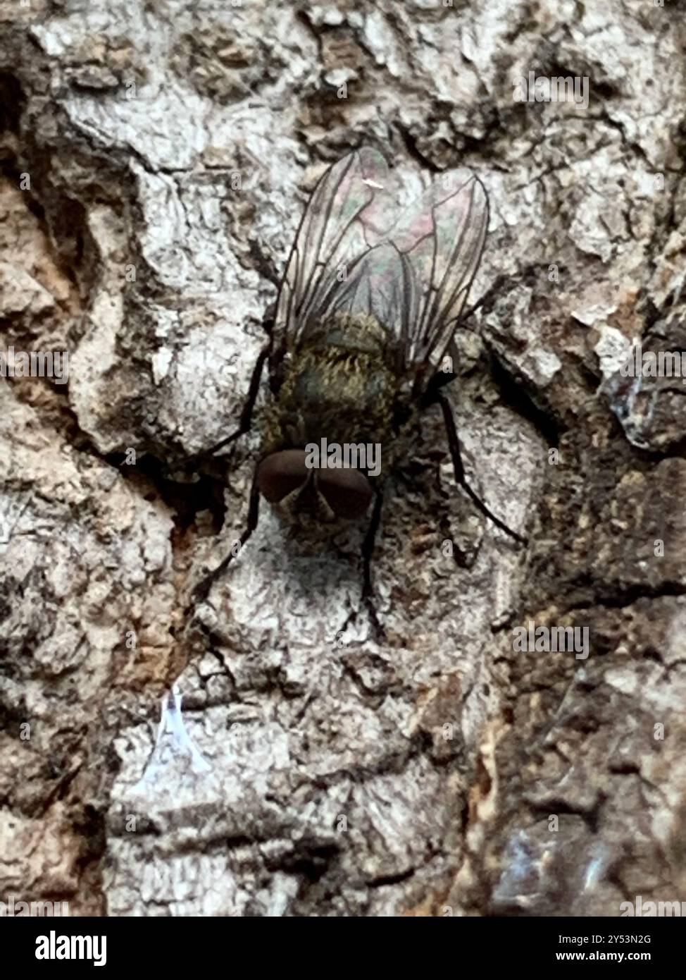 Cluster Flies (Pollenia) Insecta Stock Photo - Alamy
