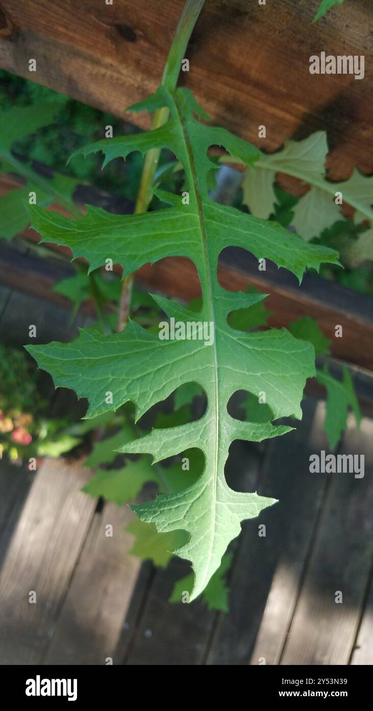 tall blue lettuce (Lactuca biennis) Plantae Stock Photo - Alamy