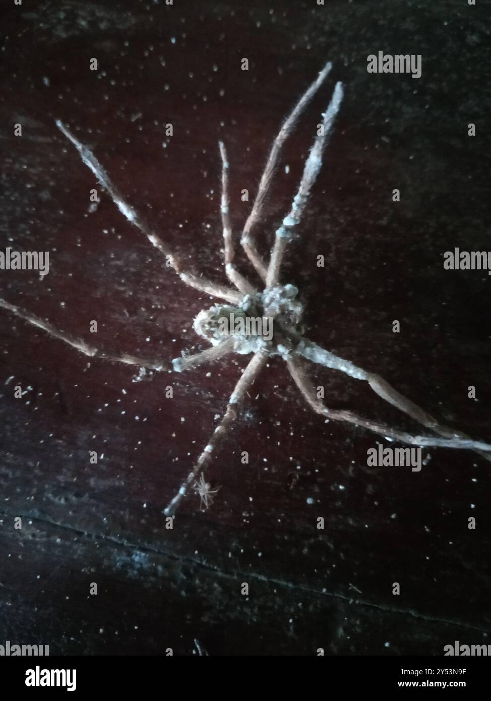 Spiders (Araneae) Arachnida Stock Photo - Alamy