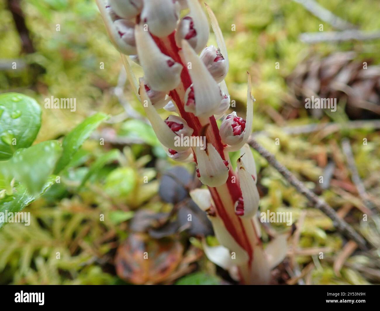 sugarstick (Allotropa virgata) Plantae Stock Photo - Alamy