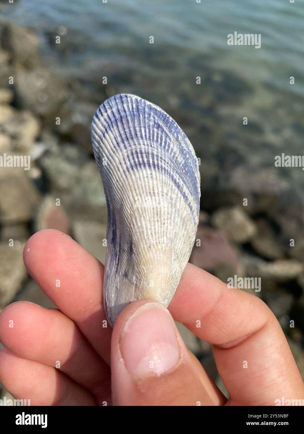 Atlantic Ribbed Mussel (Geukensia demissa) Mollusca Stock Photo - Alamy