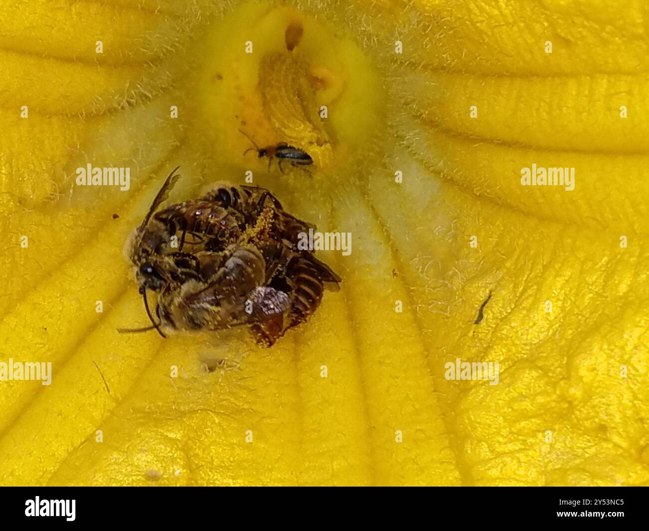 Pruinose Squash Bee (Peponapis pruinosa) Insecta Stock Photo - Alamy