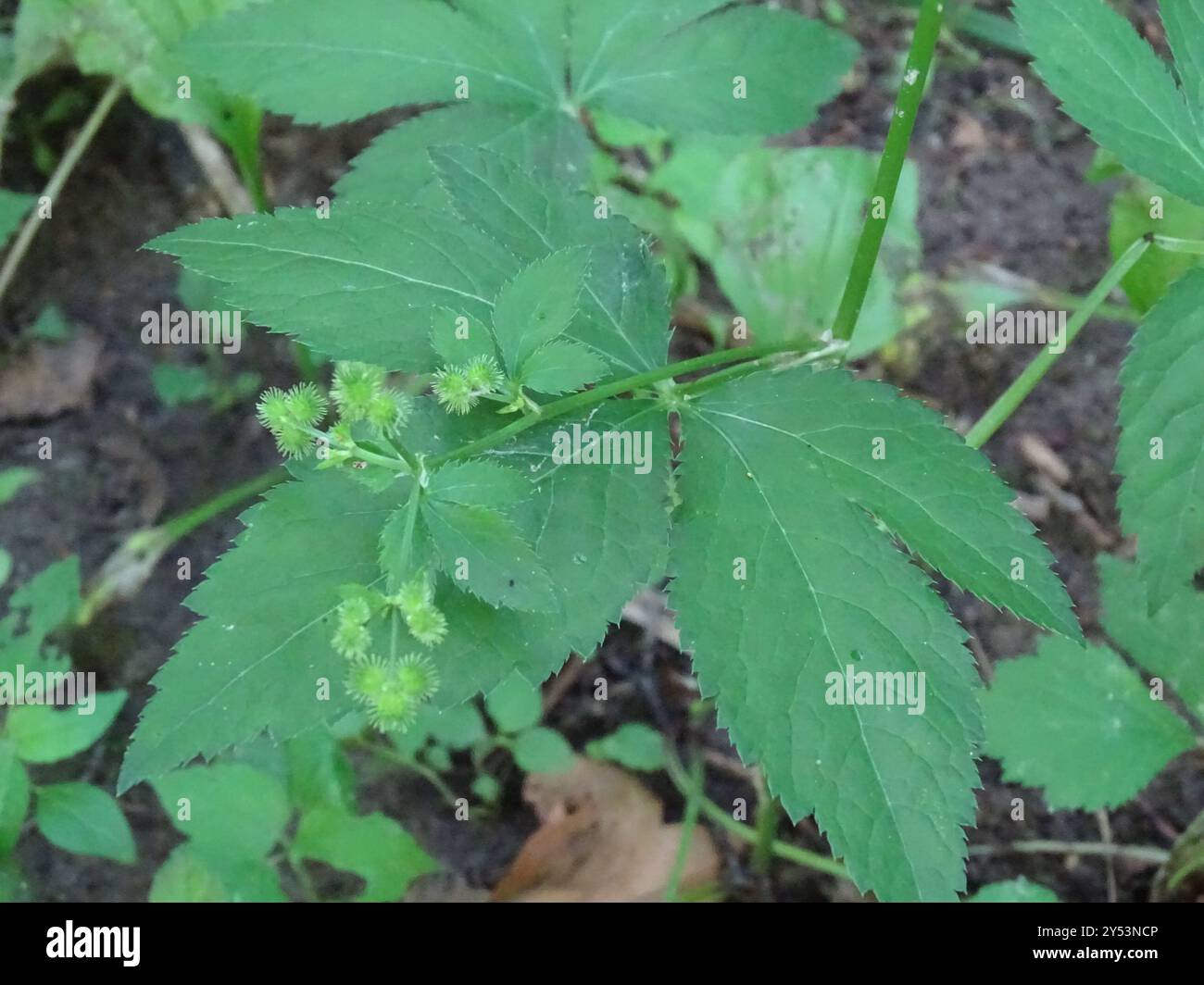 Black Snakeroot (Sanicula canadensis) Plantae Stock Photo - Alamy