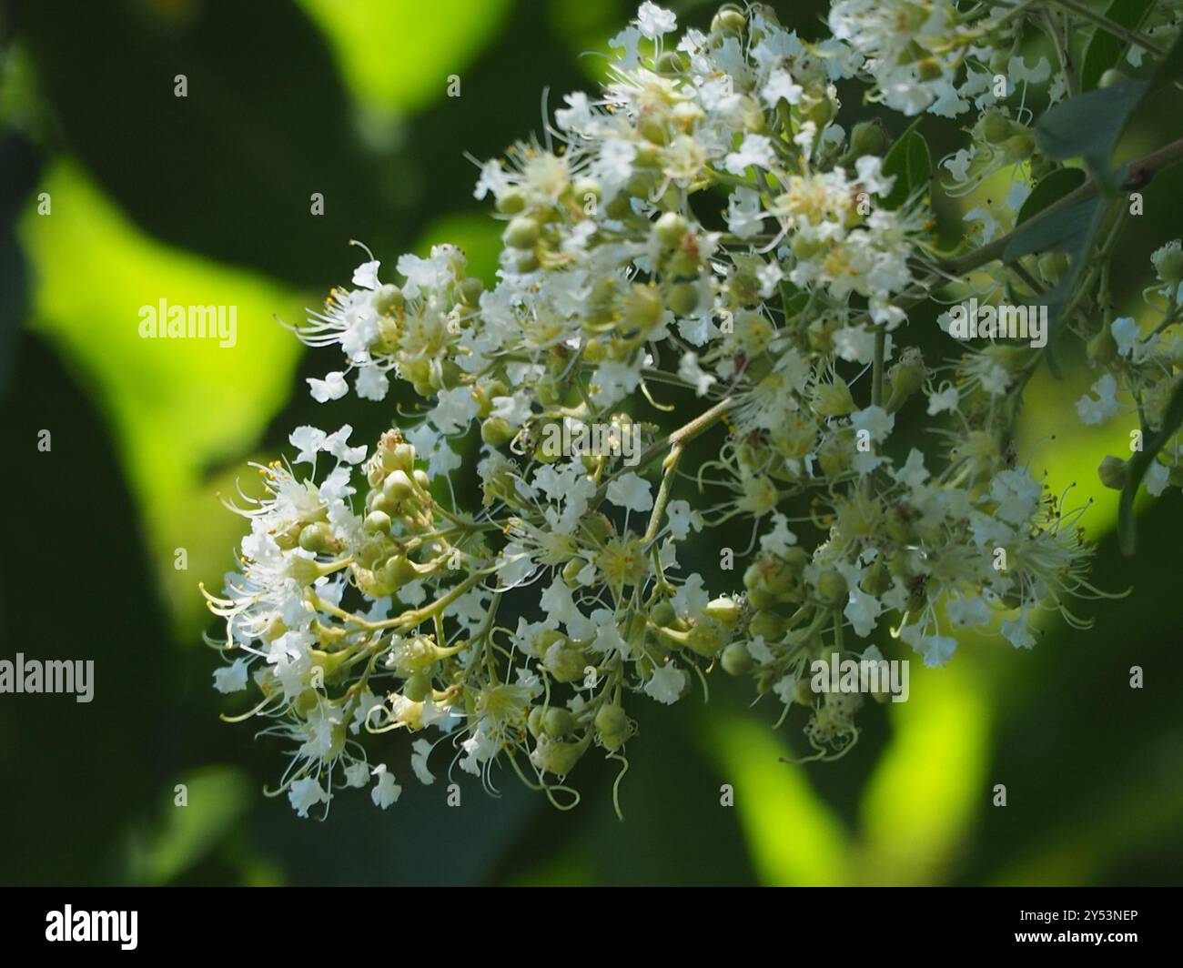 Subcostate Crape Myrtle (Lagerstroemia subcostata) Plantae Stock Photo ...