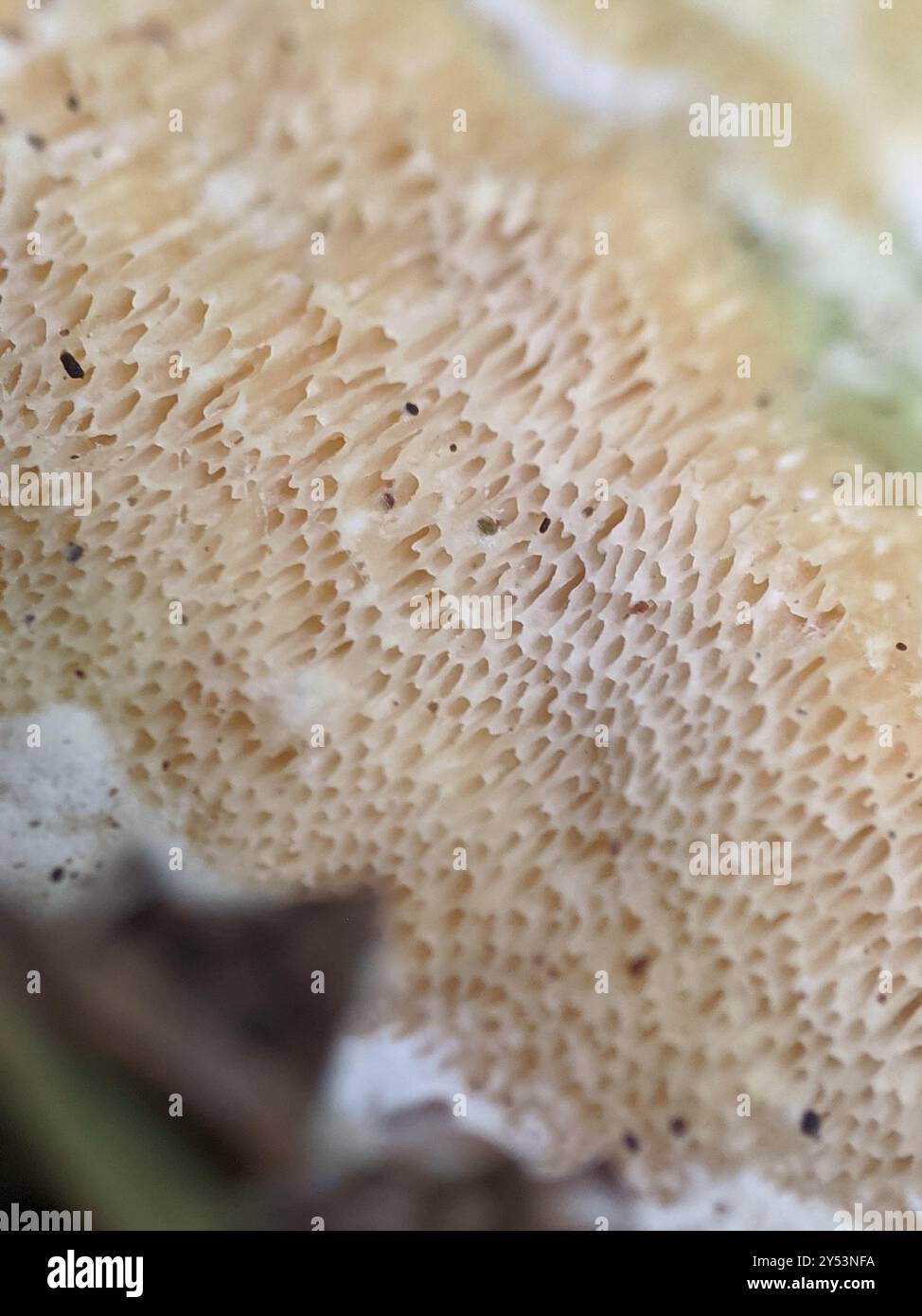shelf fungi (Polyporales) Fungi Stock Photo - Alamy