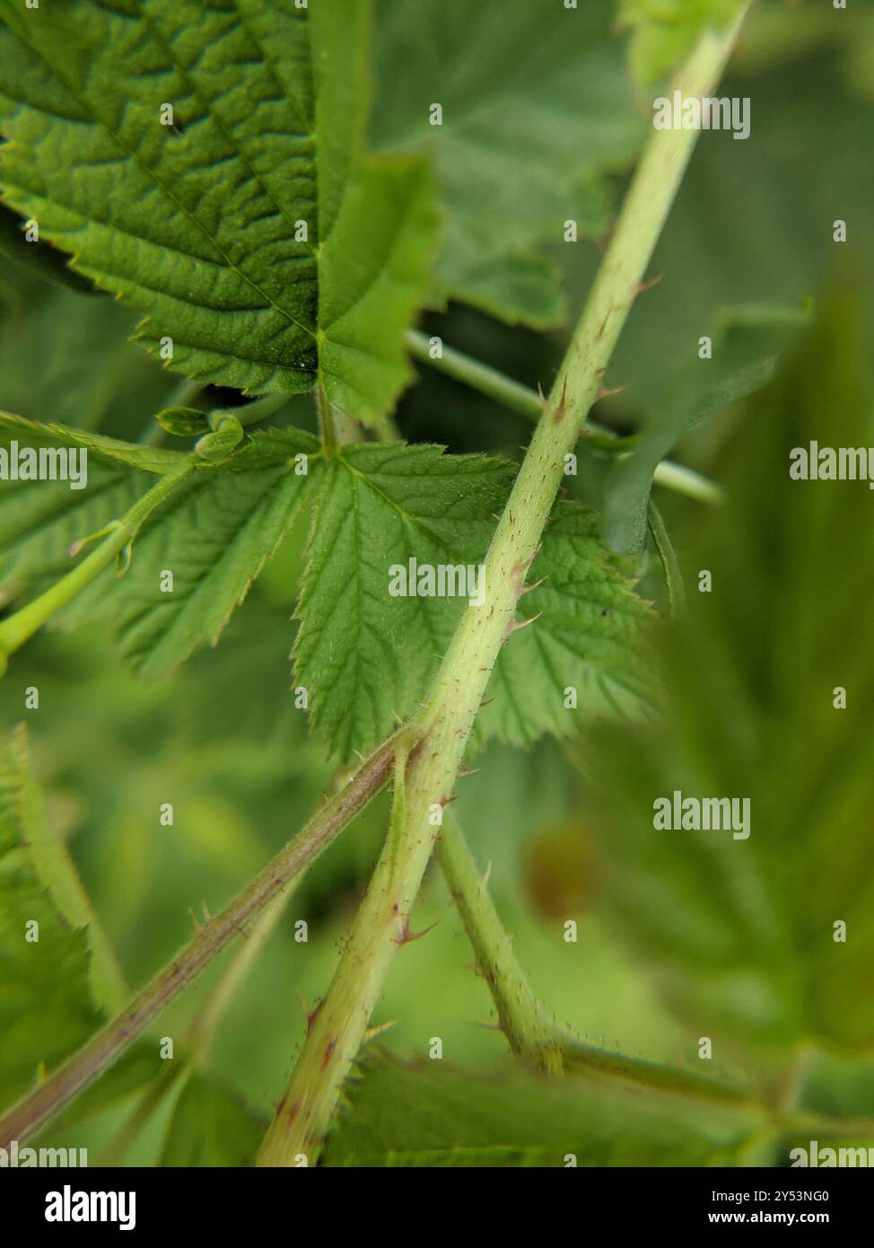 European dewberry (Rubus caesius) Plantae Stock Photo - Alamy