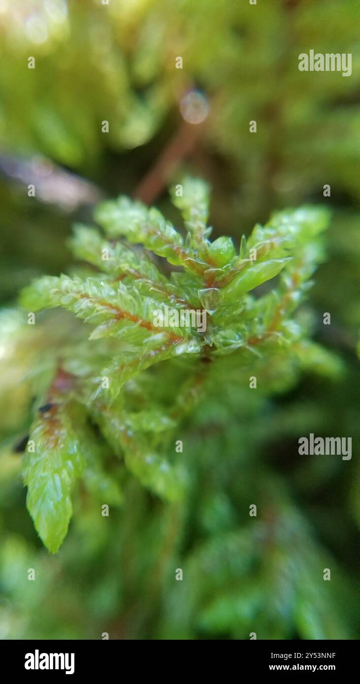 Red-stemmed Feather Moss (Pleurozium schreberi) Plantae Stock Photo - Alamy
